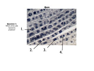 Phases Of Mitosis | KEY