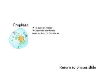 Phases Of Mitosis | KEY