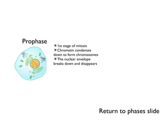 Phases Of Mitosis | KEY
