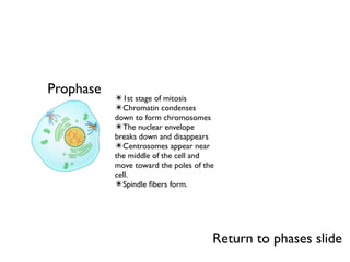 Phases Of Mitosis | KEY