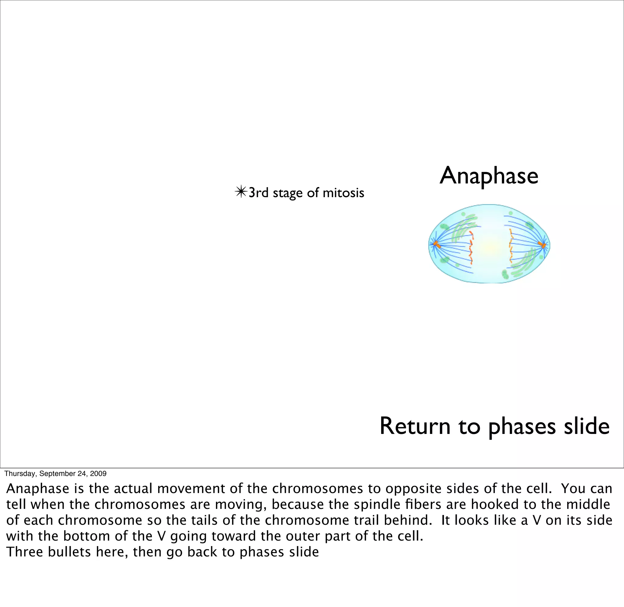 Phases Of Mitosis PDF | PDF
