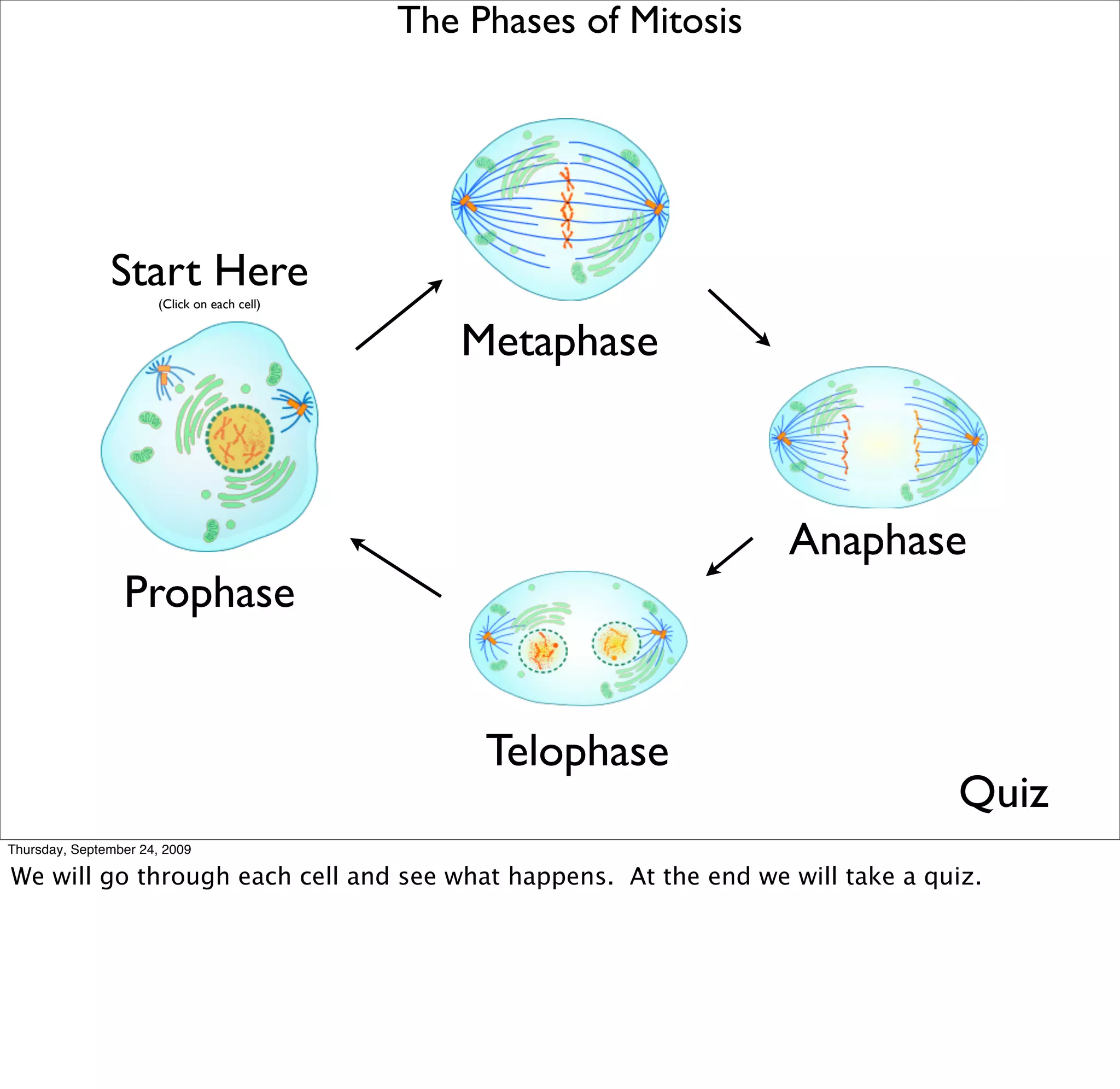 Phases Of Mitosis PDF | PDF