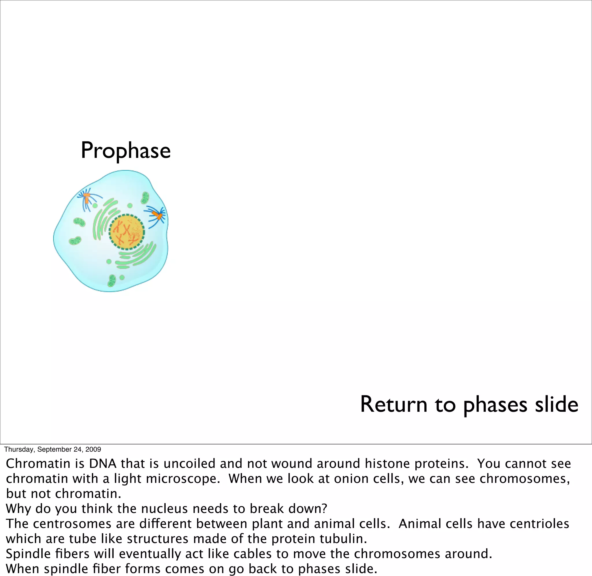 Phases Of Mitosis PDF | PDF