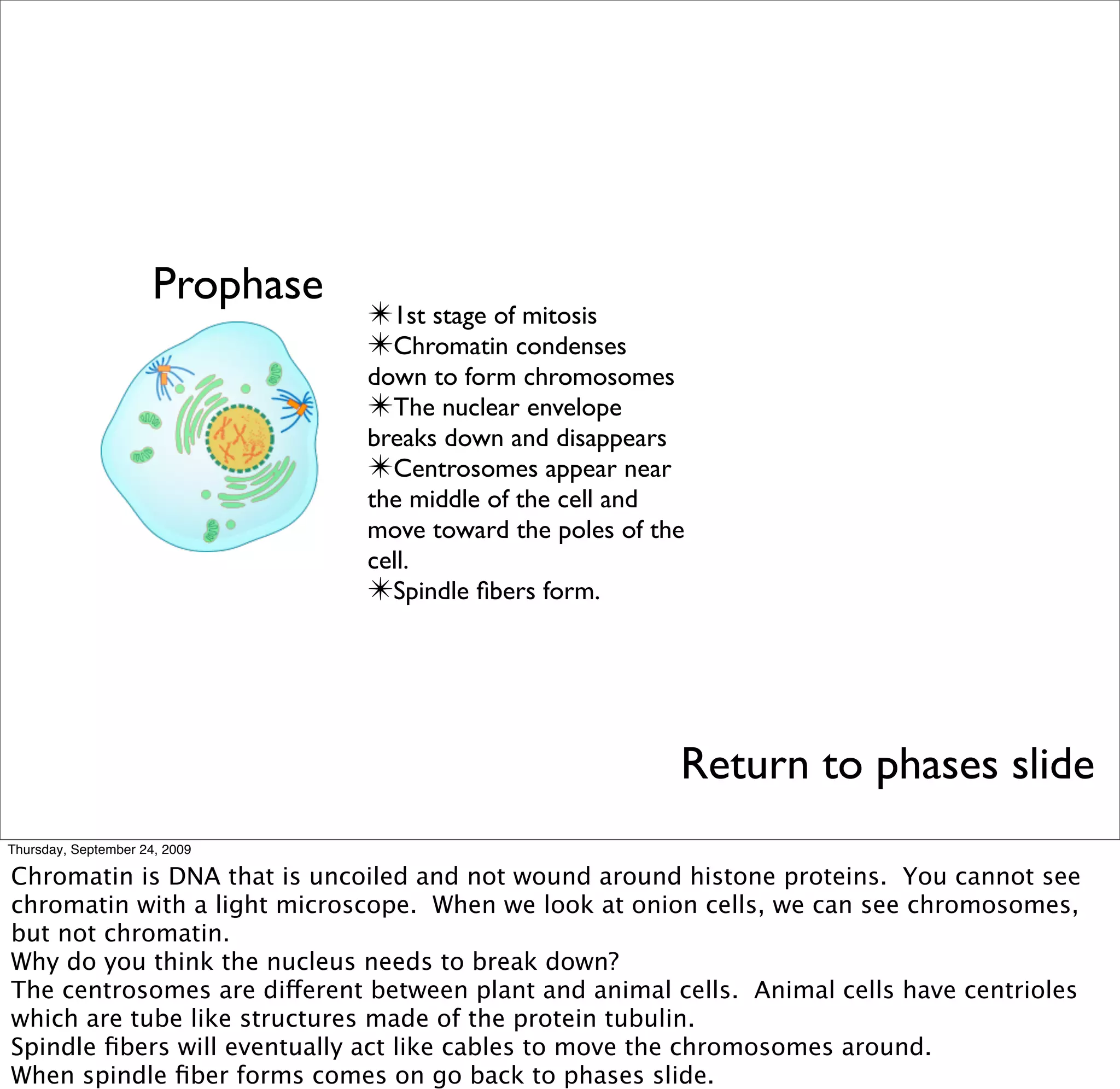 Phases Of Mitosis PDF | PDF
