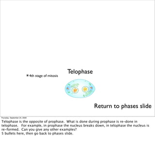 Phases Of Mitosis PDF | PDF