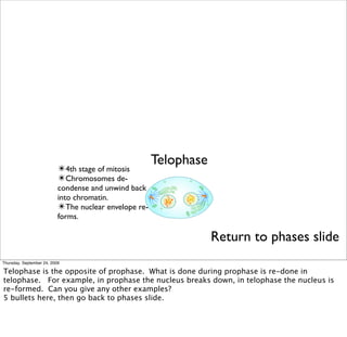 Phases Of Mitosis PDF | PDF