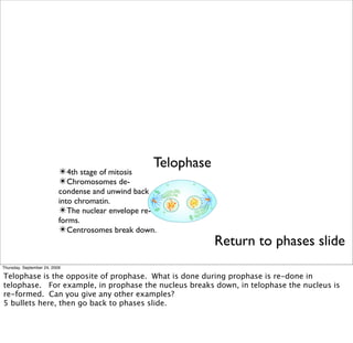 Phases Of Mitosis PDF | PDF