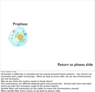 Phases Of Mitosis PDF | PDF
