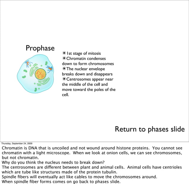 Phases Of Mitosis PDF | PDF