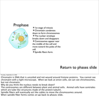 Phases Of Mitosis PDF | PDF