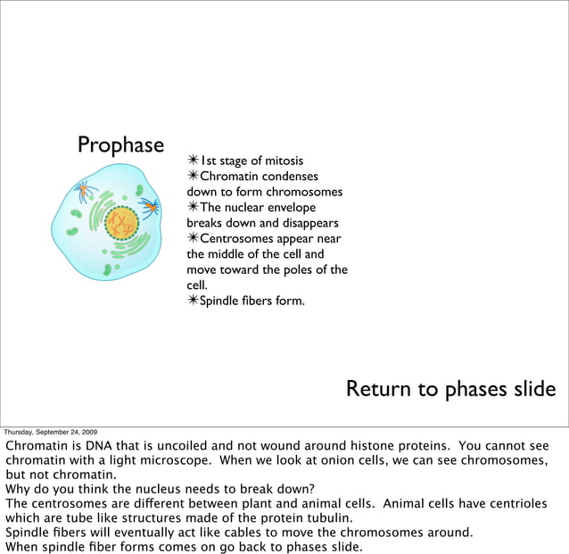 Phases Of Mitosis PDF | PDF