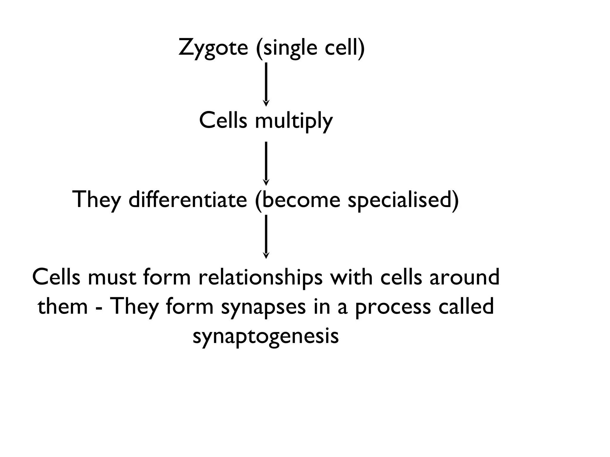 Phases of neural dvelopment | PPT