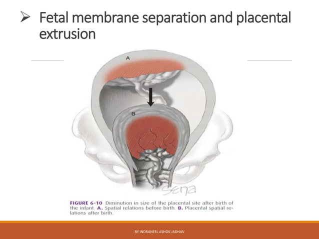 Phases of parturition | PPTX | Pregnancy | Reproductive Health