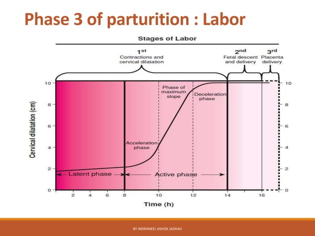 Phases of parturition | PPTX | Pregnancy | Reproductive Health