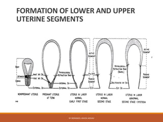 Phases of parturition | PPTX