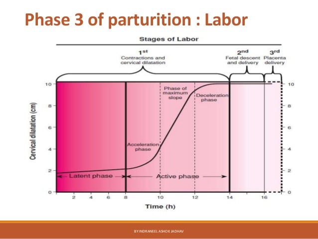 Phases of parturition