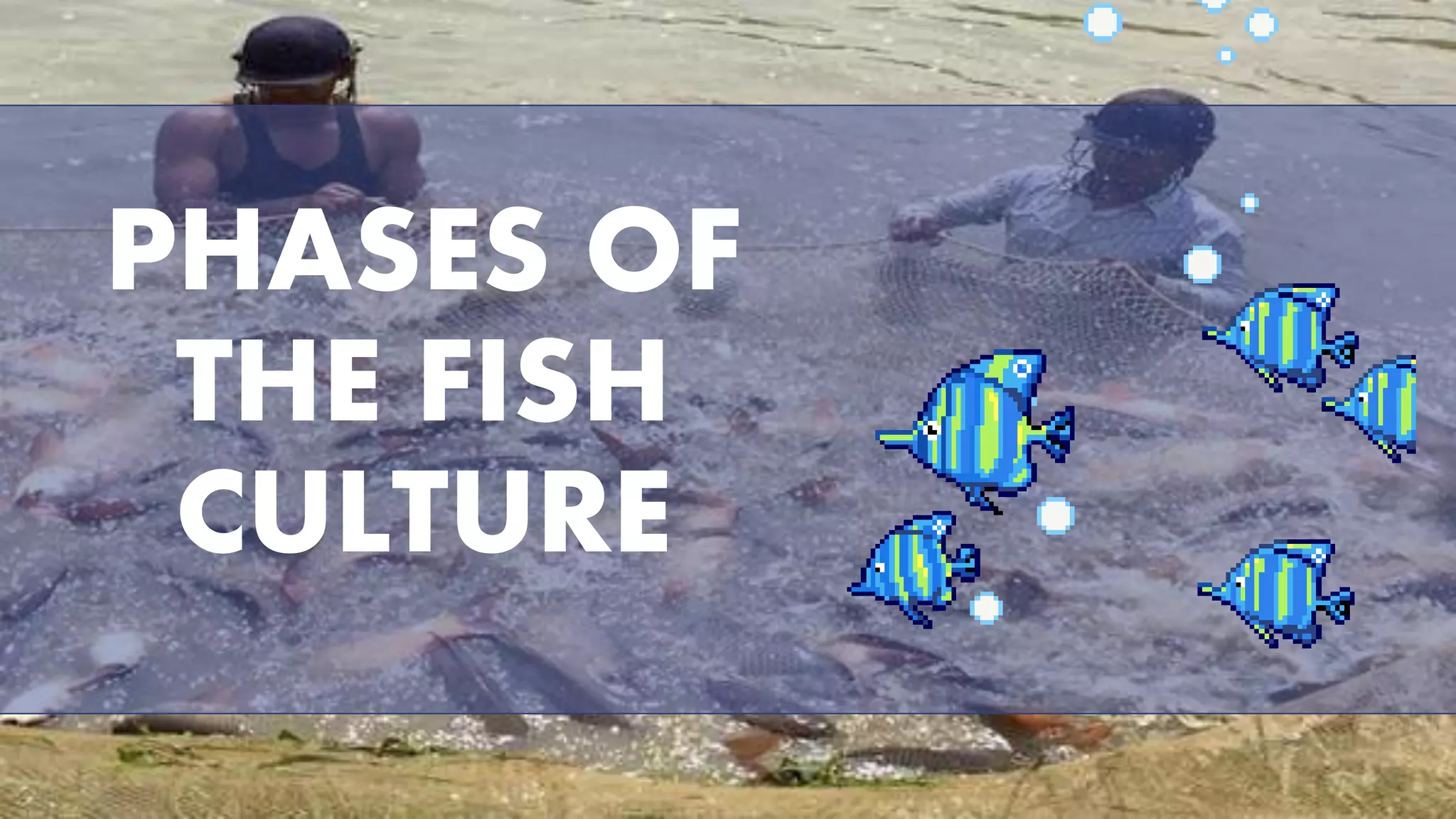 Phases of the fish culture | PPTX