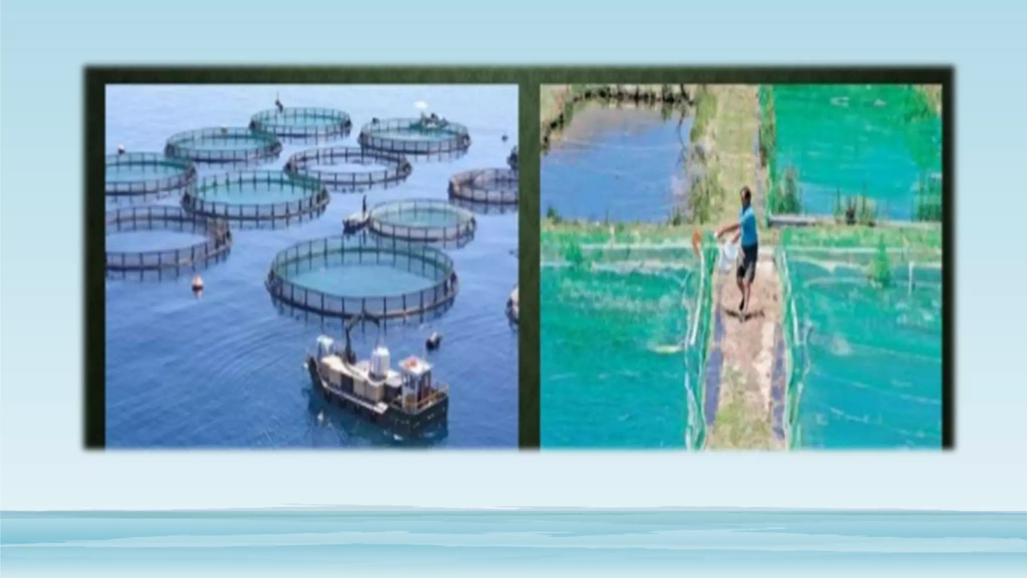 Phases of the fish culture | PPTX