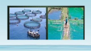 Phases of the fish culture | PPTX