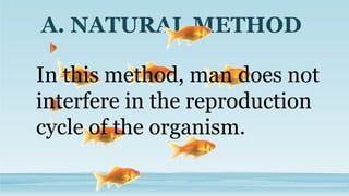 Phases of the fish culture | PPTX