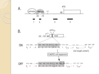 Phase variation | PPT