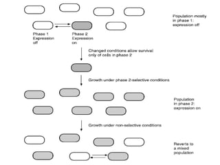 Phase variation | PPT