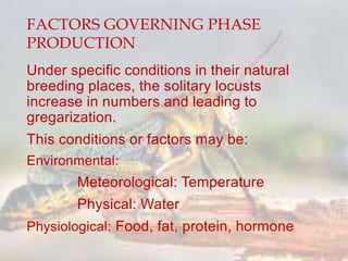 Phase variation in locust | PPTX