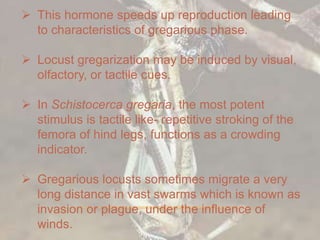 Phase variation in locust | PPTX