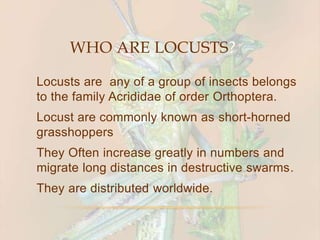 Phase variation in locust | PPTX