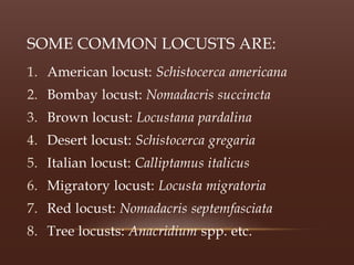 Phase variation in locust | PPTX