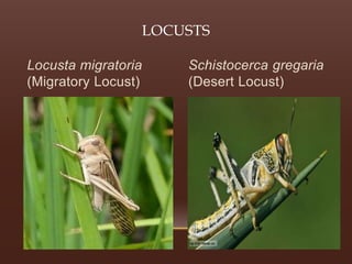 Phase variation in locust | PPTX