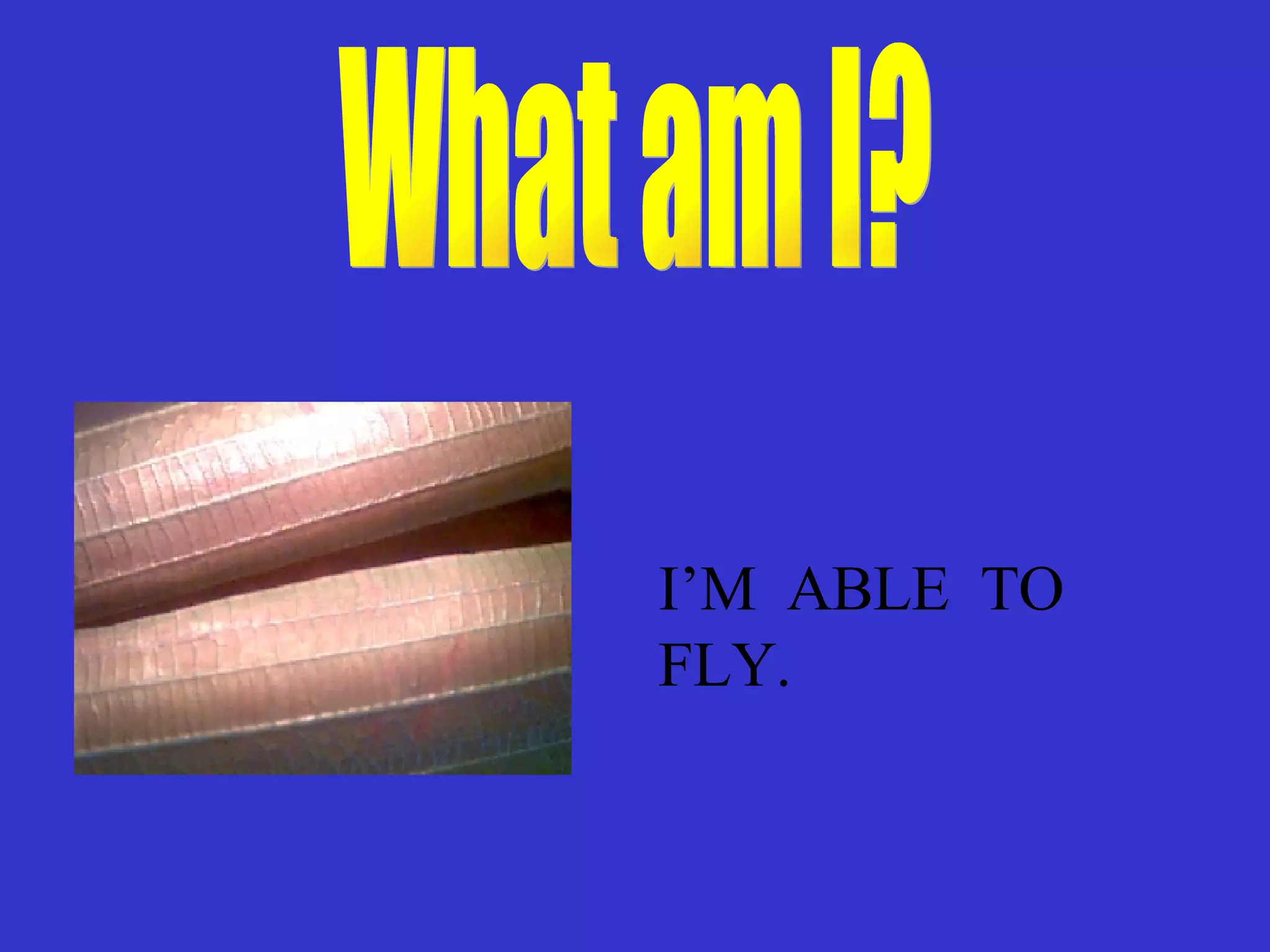 Phasmid | PPT