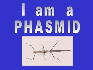 Phasmid | PPT