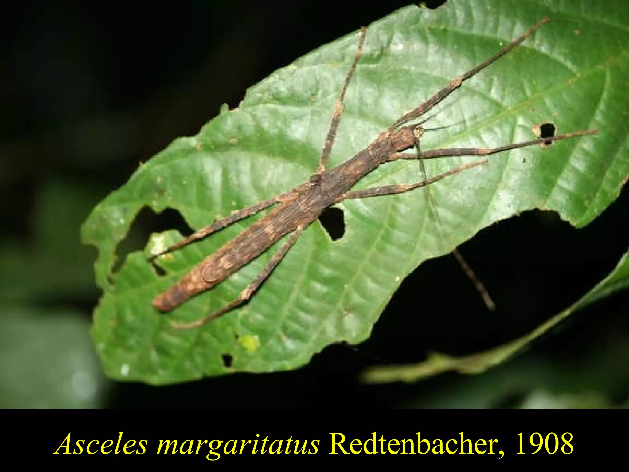 Naming Phasmids | PPT