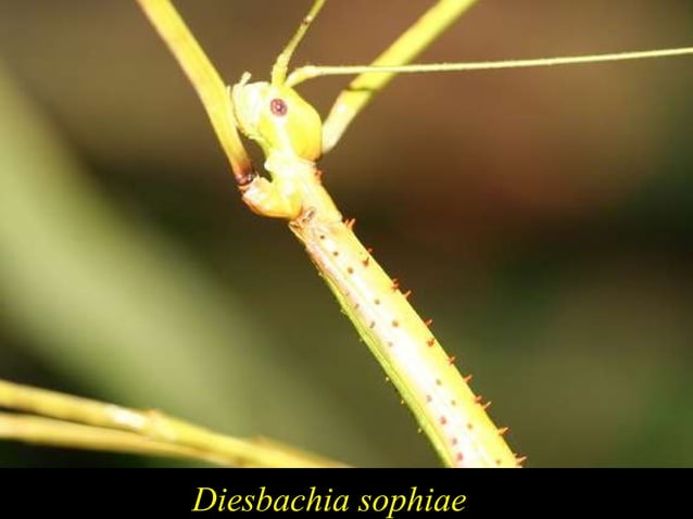 Naming Phasmids | PPT