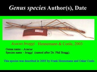 Naming Phasmids | PPT