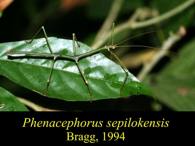 Naming Phasmids | PPT | Free Download