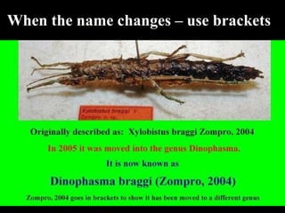 Naming Phasmids | PPT