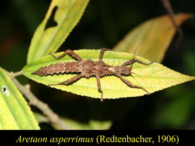 Naming Phasmids | PPT