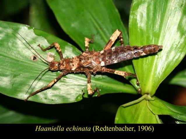 Naming Phasmids | PPT