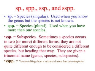 Naming Phasmids | PPT