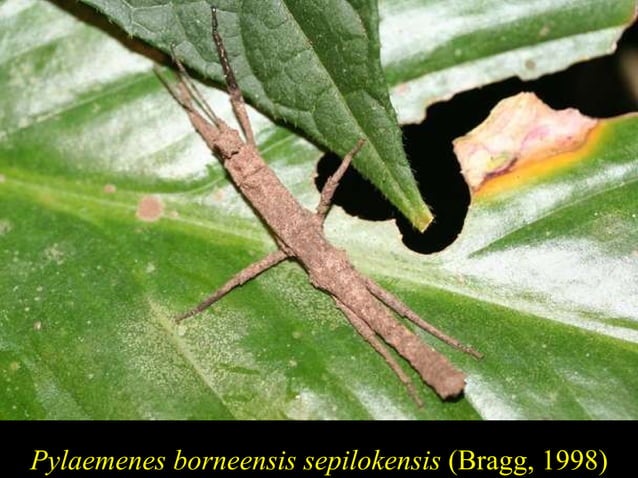 Naming Phasmids | PPT