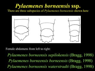 Naming Phasmids | PPT
