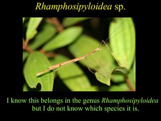 Naming Phasmids | PPT