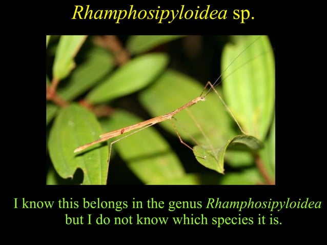 Naming Phasmids | PPT | Free Download