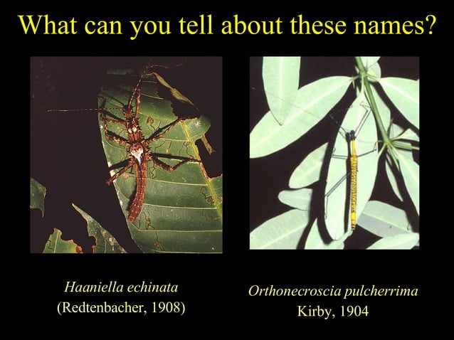 Naming Phasmids | PPT