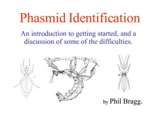 Naming Phasmids | PPT