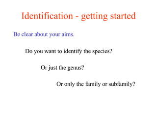 Naming Phasmids | PPT