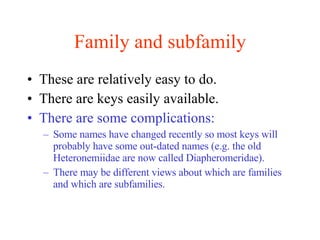 Naming Phasmids | PPT