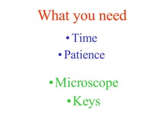 Naming Phasmids | PPT